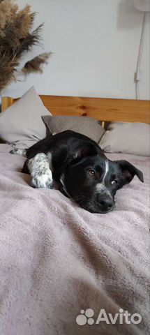 Щенок ищет дом