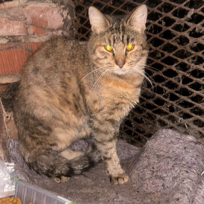 Взрослый кот в добрые руки