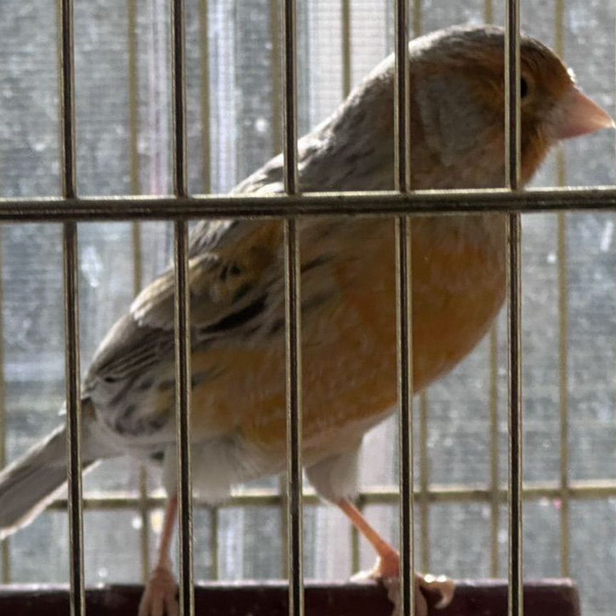 Кенарь певчий