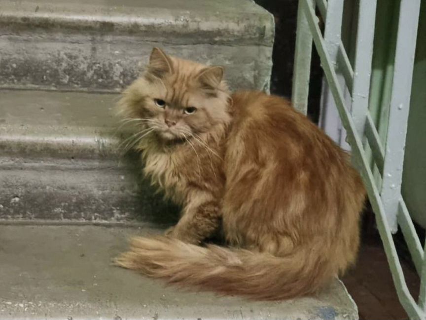 Кот в добрые руки