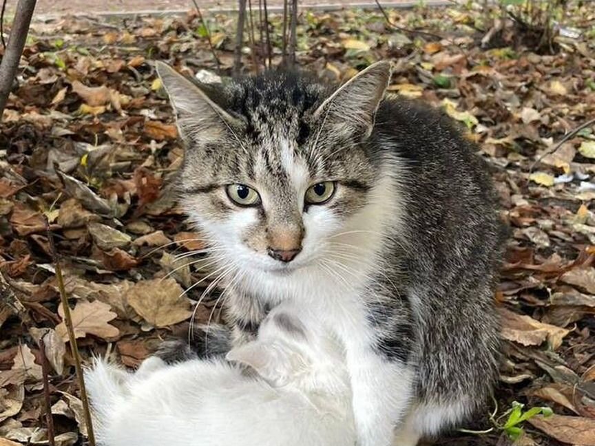 Кошечка очень ищет дом или передержку