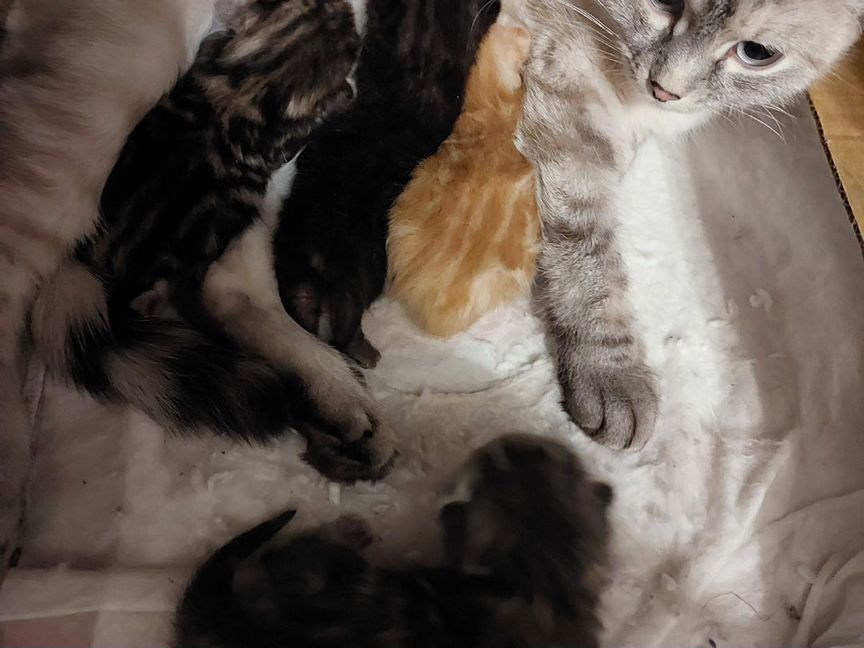 Котята шотландский