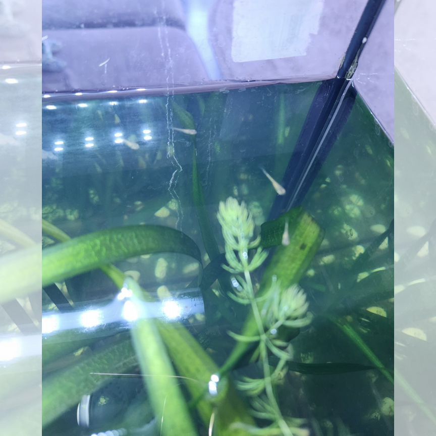 Мальки гуппий