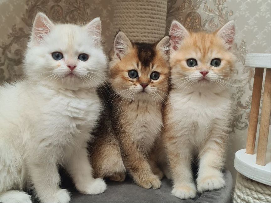 Котята шиншила драгоценных окрасов