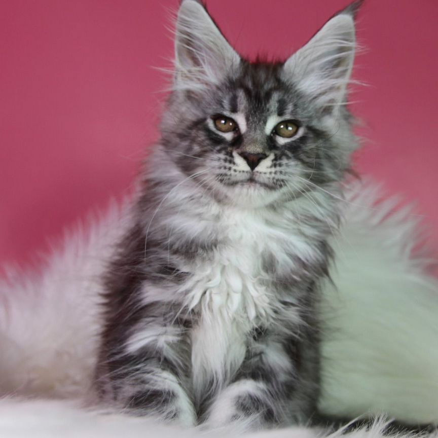 Мейн-кун котёнок