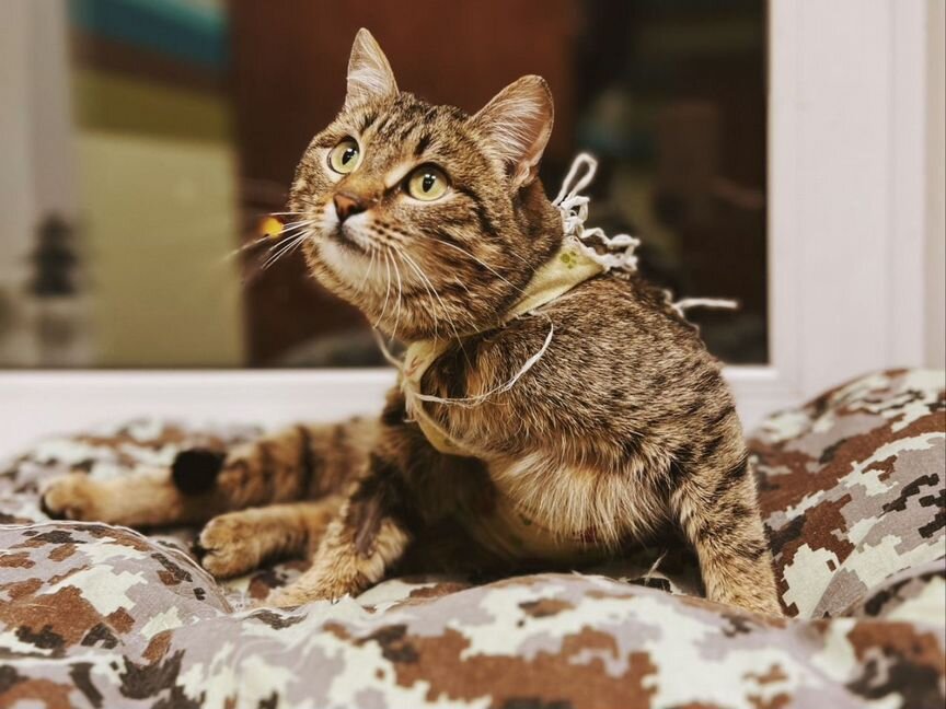 Кошечка Маруся