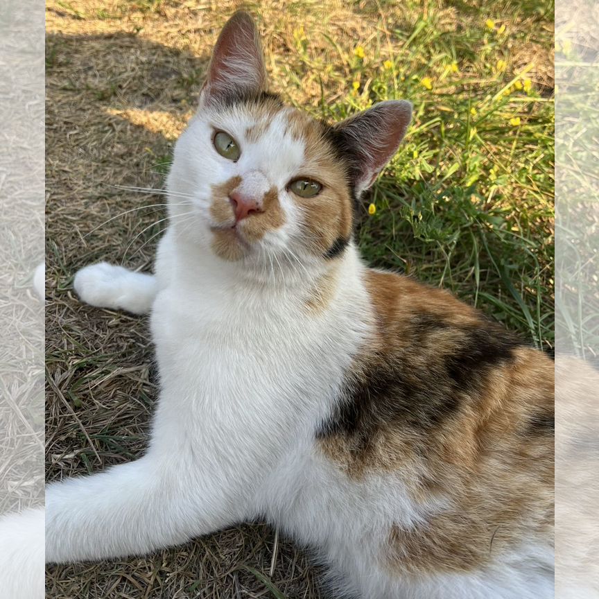 Кошечка с янтарными глазами в добрые руки