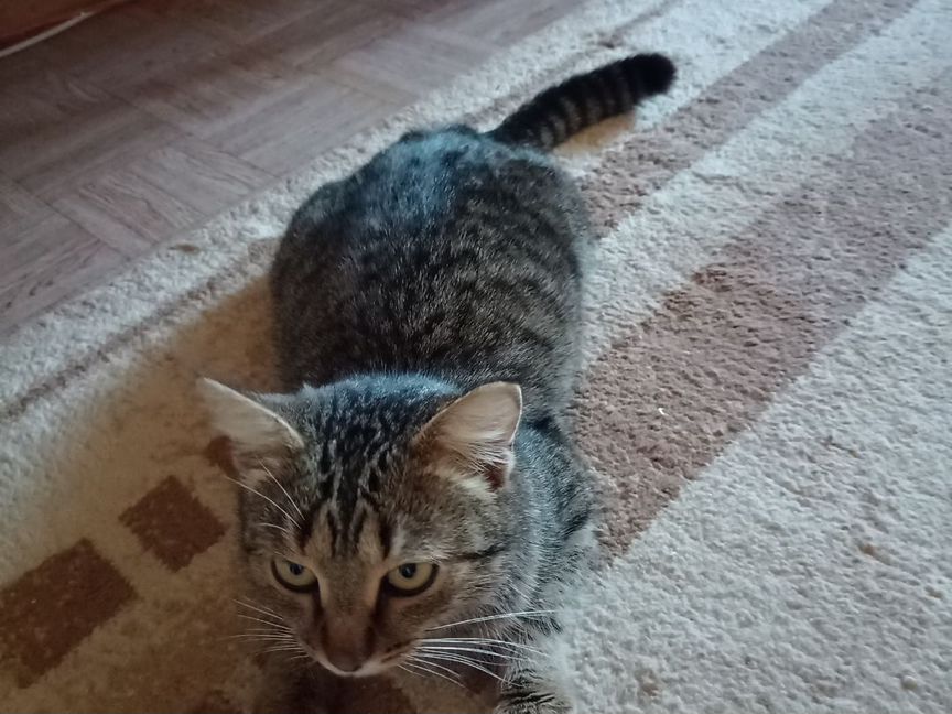 Котик ищет заботливого хозяина