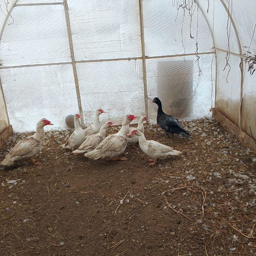 Мускусные утки селезень племенные