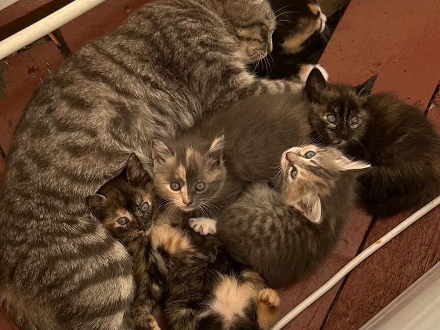 Котята в добрые руки