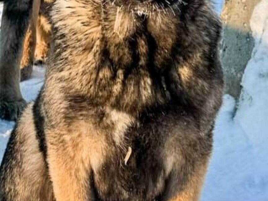 Собака