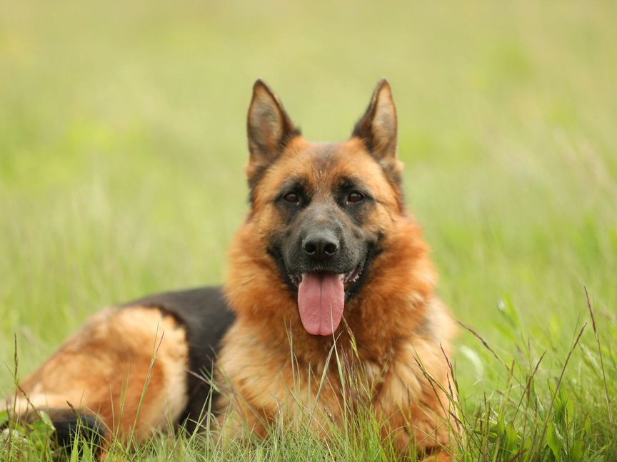 Немецкая овчарка