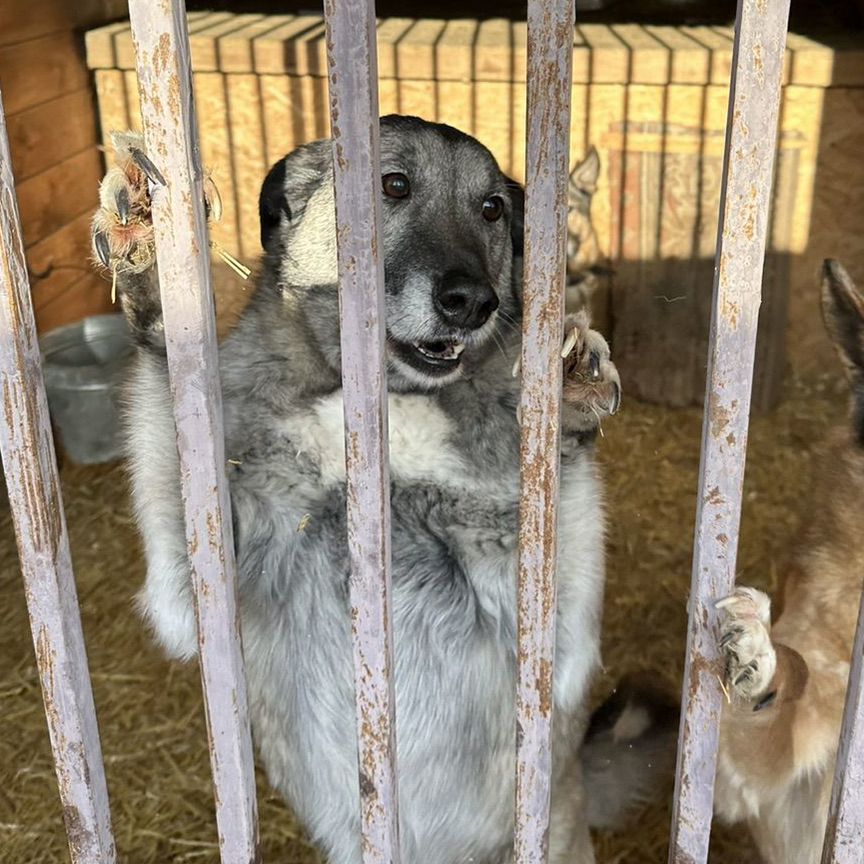 Собаки из приюта в добрые руки