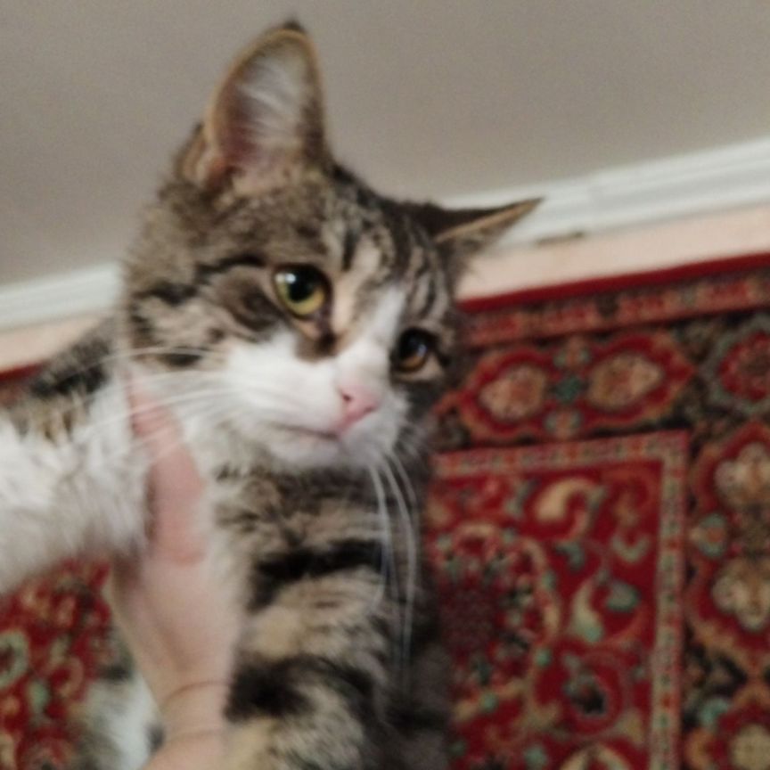 Отдам кота