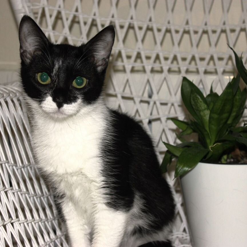 Котёнок