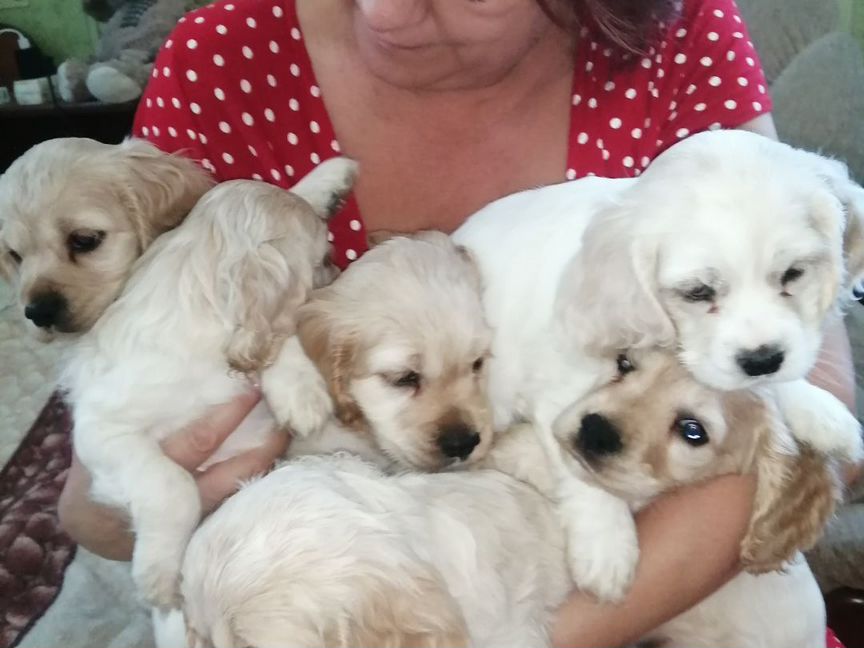 Продаются пасхальный щенки англ. кокер спаниэля