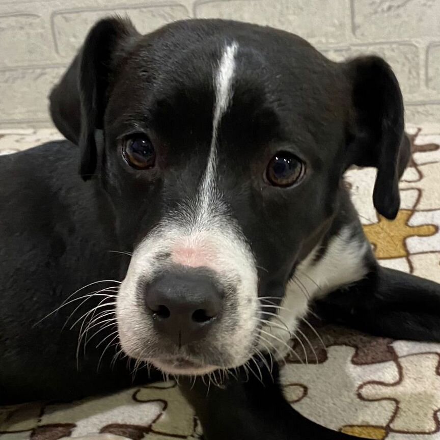 Американский стаффордширский терьер, щенок