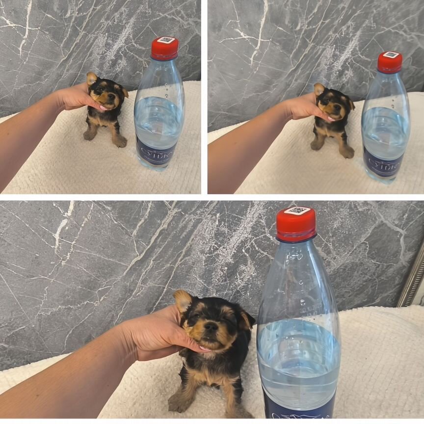 Йоркширский терьер, щенок