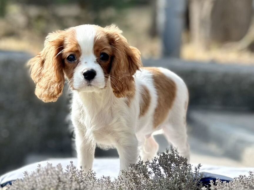 Кавалер кинг чарльз спаниель