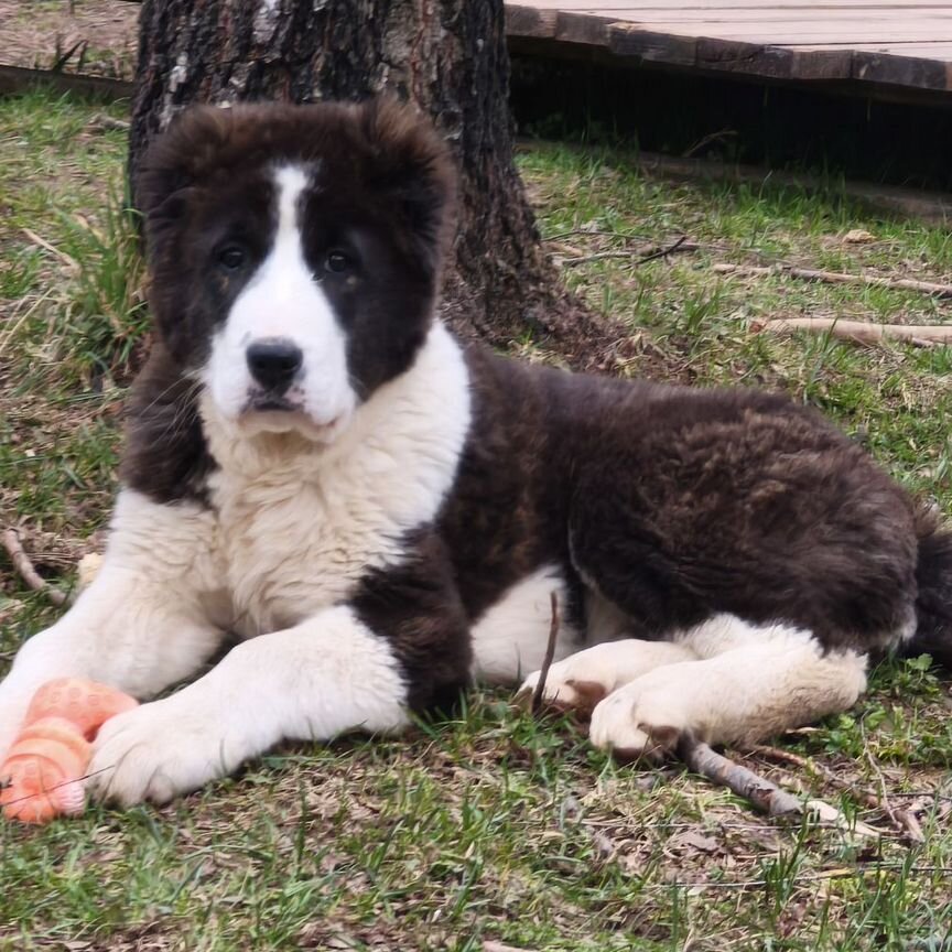 Среднеазиатская овчарка, щенок