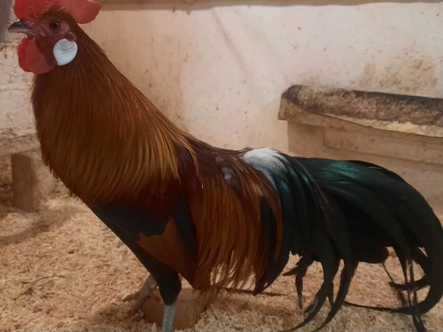 Яйцо от самых красивых птиц