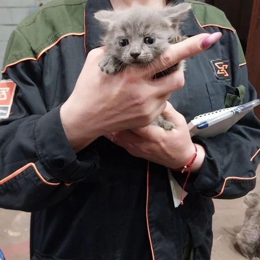 Котёнок в добрые руки