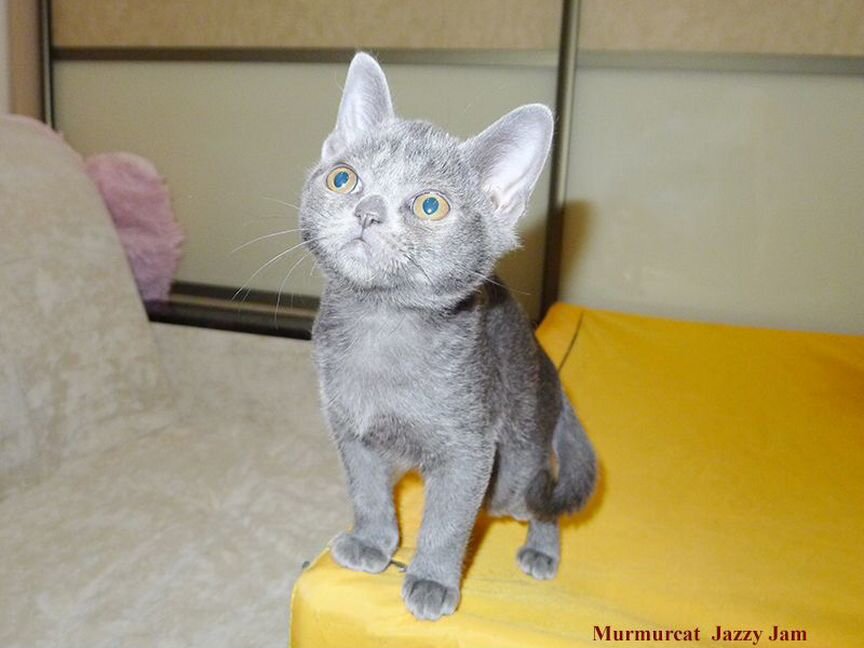 Голубая девочка в любимцы