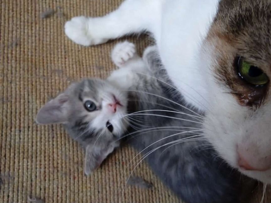 Отдам котёнка