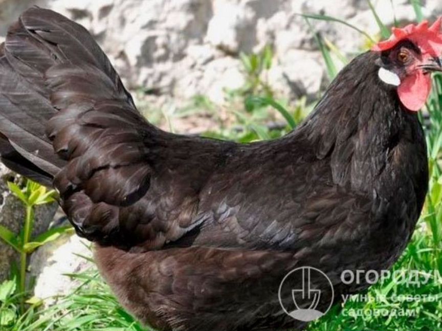 Куры несушки и петух 11 месяцев