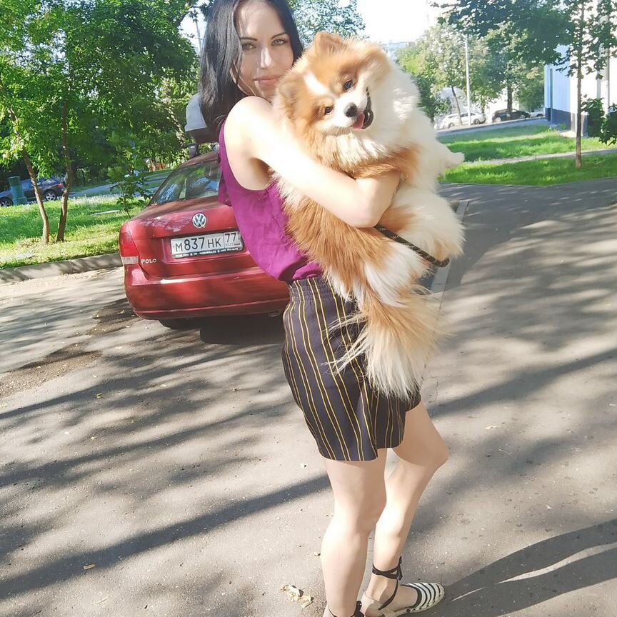 Вязка собак шпиц Москва