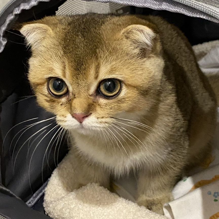 Котенок девочка шотландка вислоухая