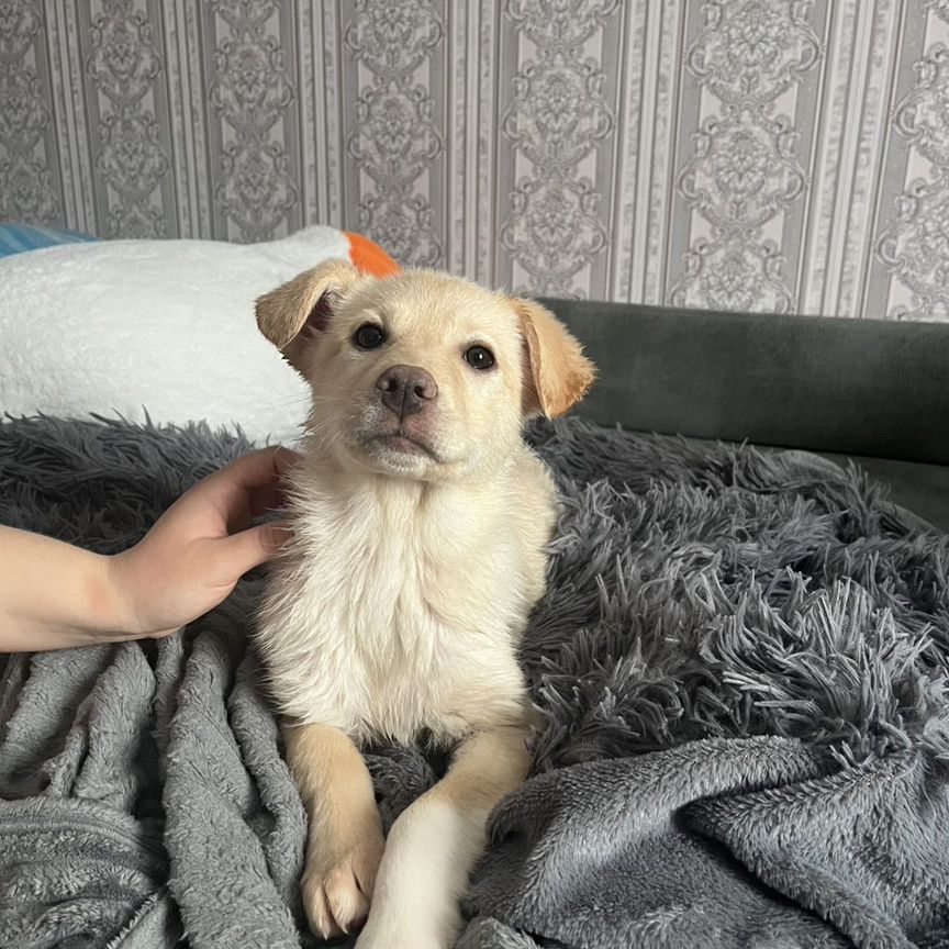 Собака в добрые руки