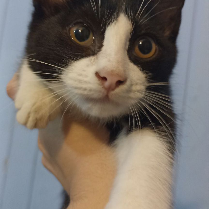 Пушистики котята в добрые ручки, мальчики все