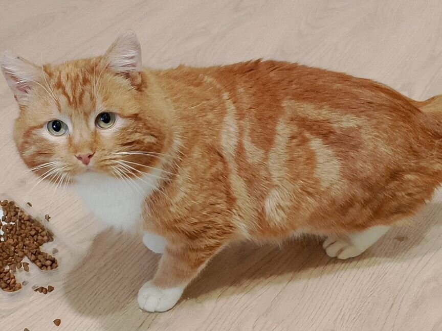 Рыжий красавчик. Крупный кот