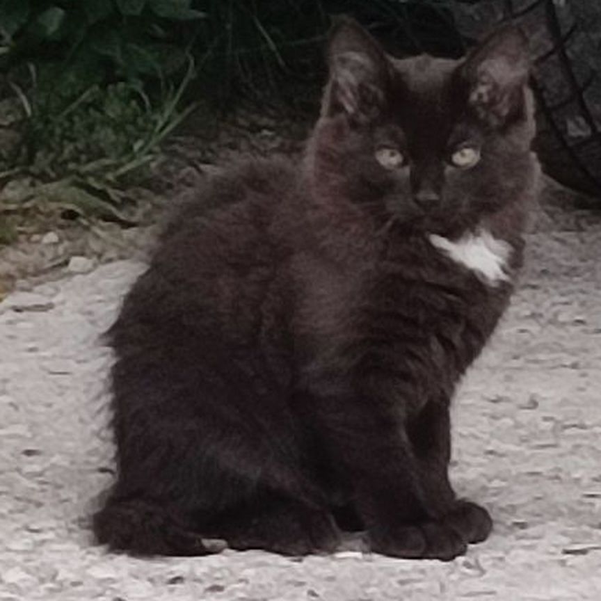 Чёрный котенок и кошка в добрые руки
