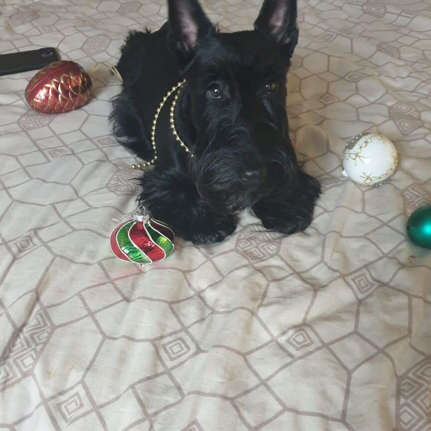 Скотч терьер вязка