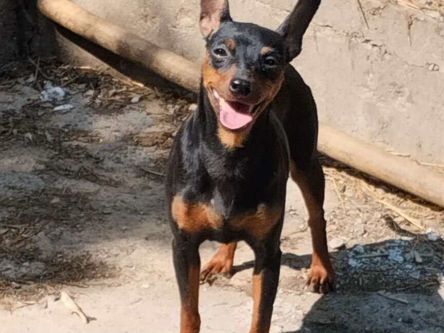 Цвергпинчера щенки с документами