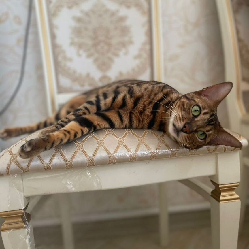 Бенгальская кошка