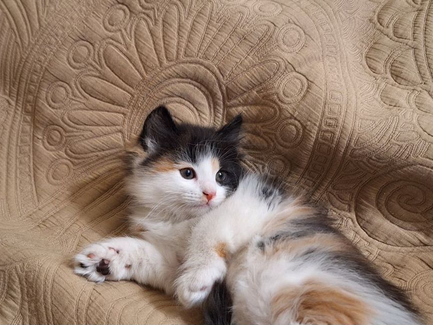 Котёнок девочка пушистая три цвета