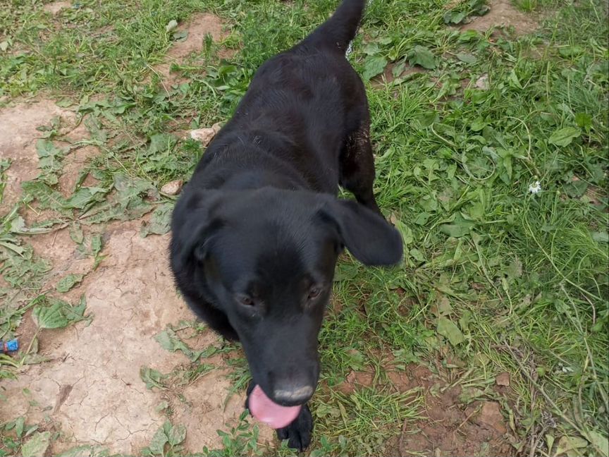 Лабрадор щенок