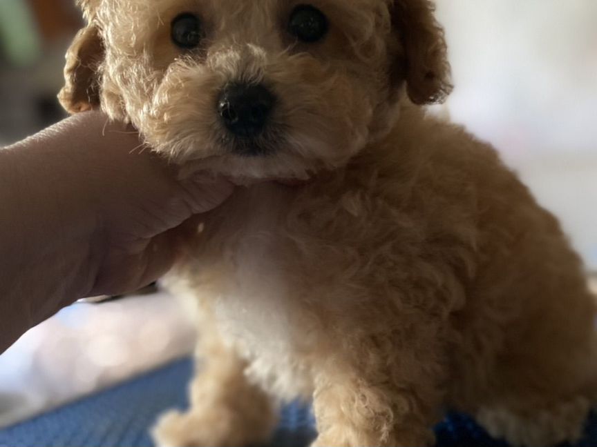 Мальтипу f1 веселый гном