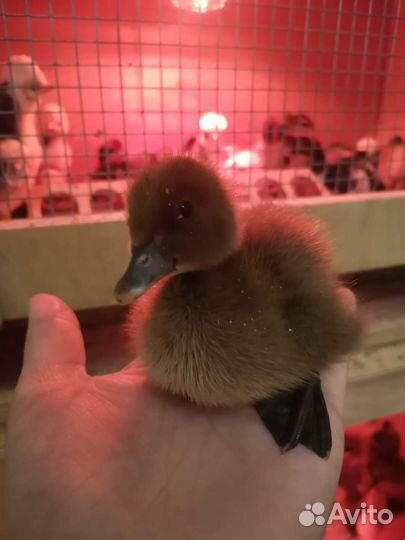 Утки Хаки Кемпел