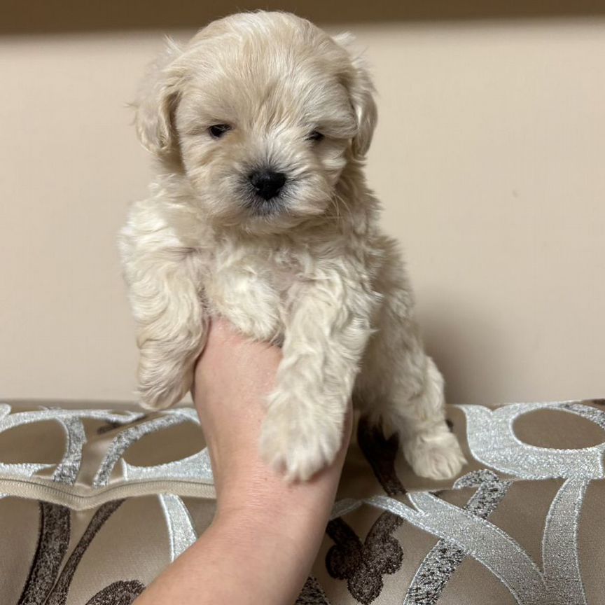 Щенки дизайнерской породы мальтипу maltipoo