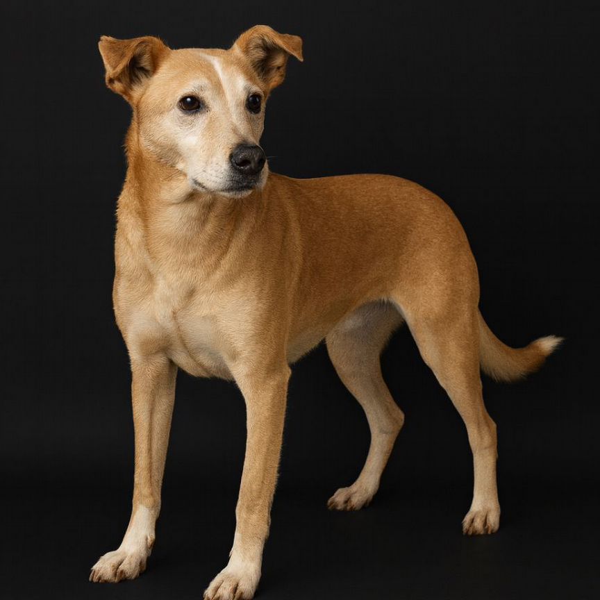 Взрослая собака в добрые руки