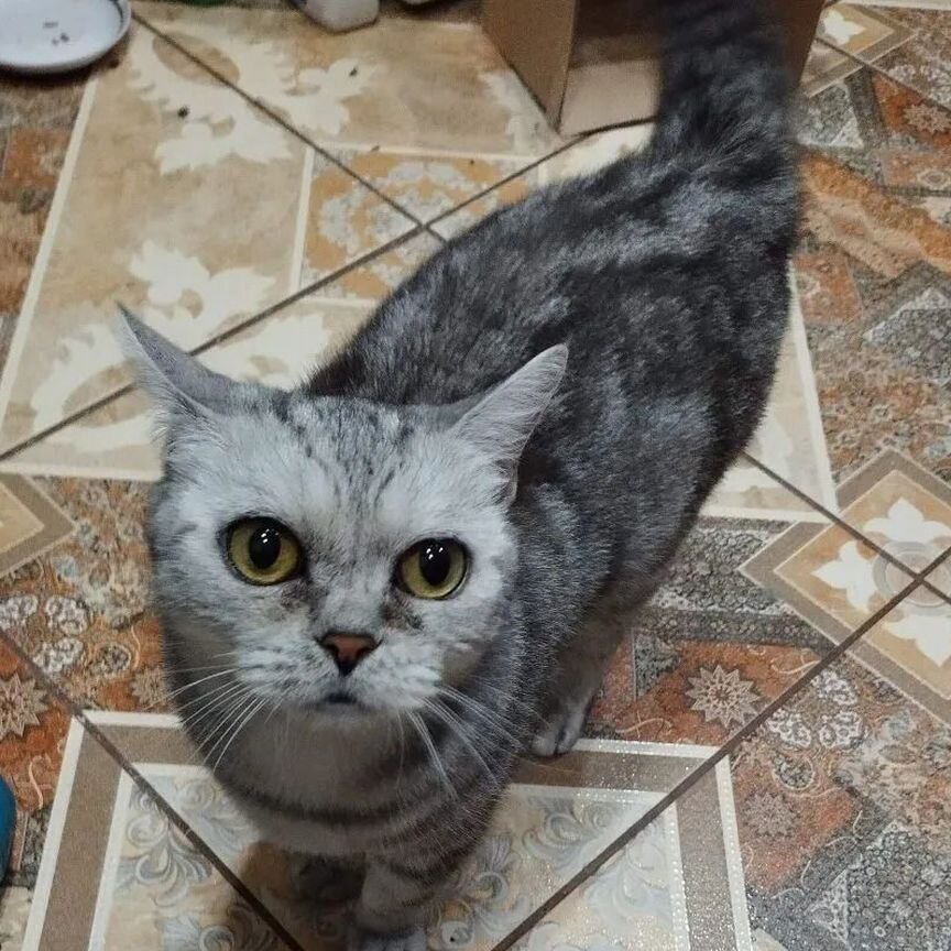Ася