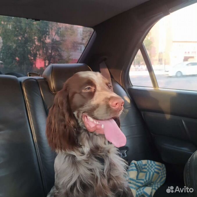 Русский спаниель вязка