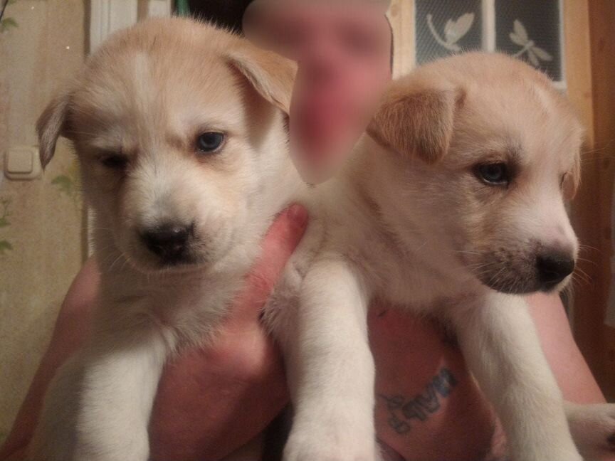 Собака в добрые руки отдам бесплатно