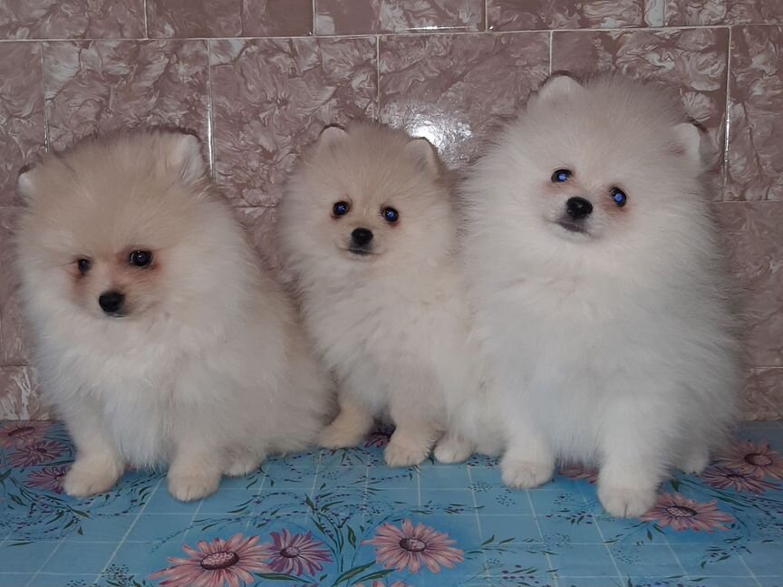 Померанский шпиц