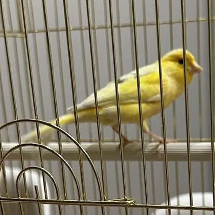 Классный певец, возраст 1 г, кенар не пугливый