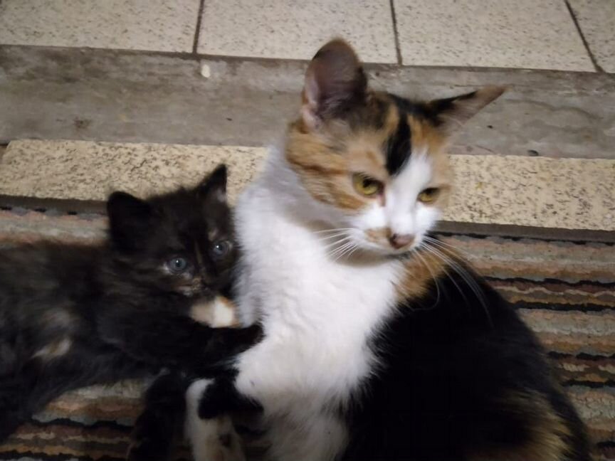 Отдам котенка в добрые руки